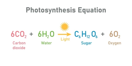 The Photosynthesis Equation Simplified: What Happens in Plants