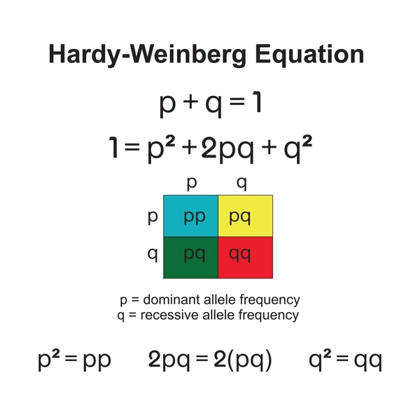 Hardy-Weinberg Equilibrium: Formula, Assumptions, and Examples